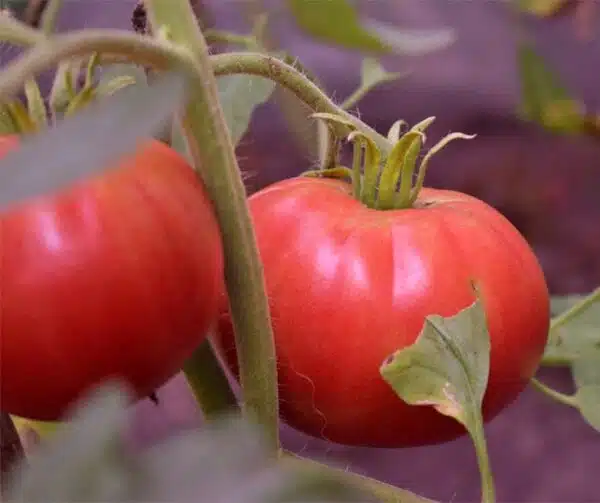 Tomato (Solanum lycopersicum) Homestead - Easyseeds